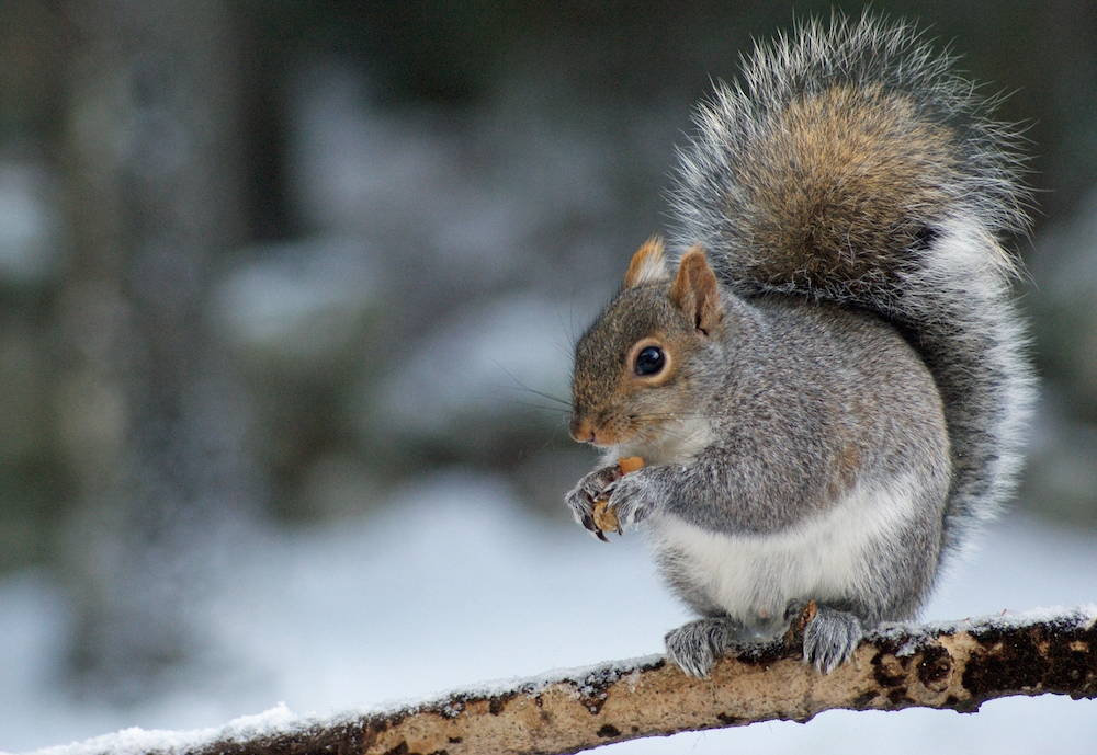 Atlanta Pest Control | Trusted Local Exterminators