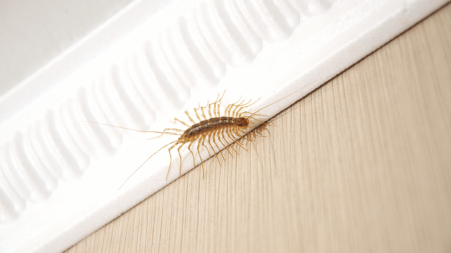 do centipedes bite humans